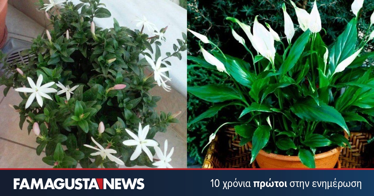 Τα φυτά της τεμπέλας: 20 φυτά για το μπαλκόνι που δε χρειάζονται ...