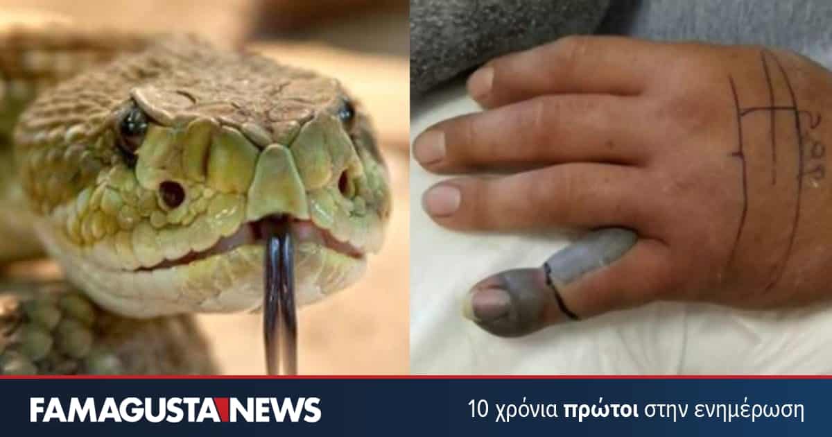 Snakes in summer: The 5 dangerous species in Greece - What do you do if ...