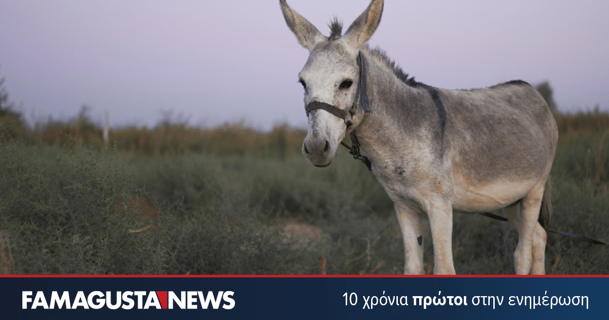 ΔΕΡΥΝΕΙΑ: Στο εδώλιο του κατηγορουμένου 61χρονος για έναν γάιδαρο ...