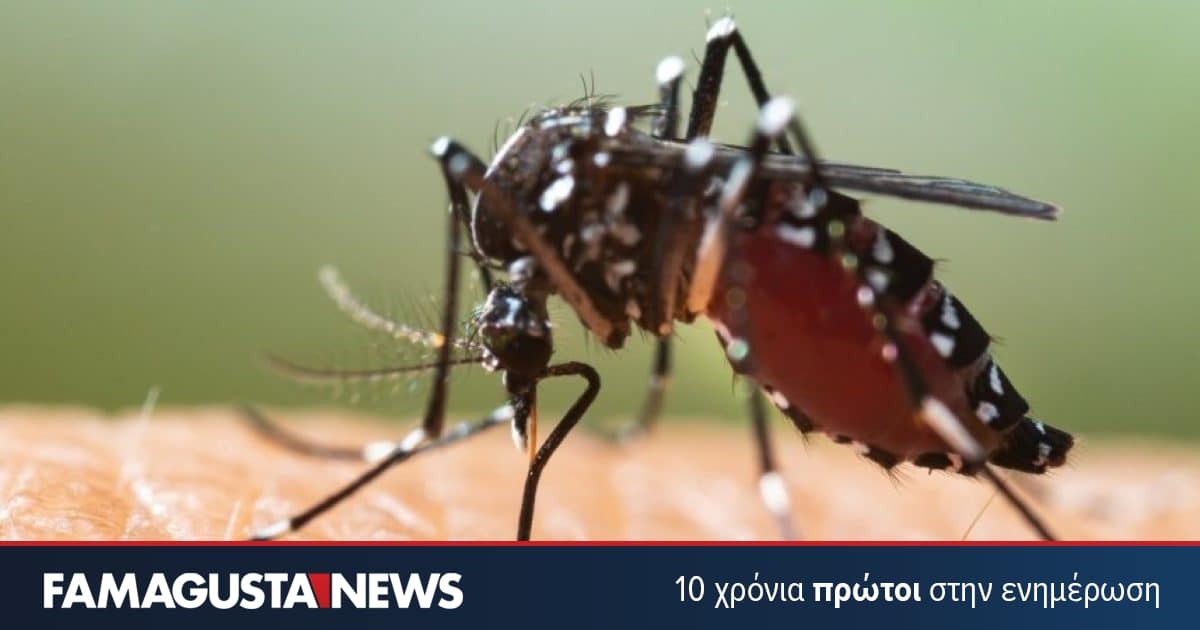 Γιατί στειρώνουν τα αρσενικά κουνούπια στην Κύπρο- Νέα μέθοδος μείωσής ...