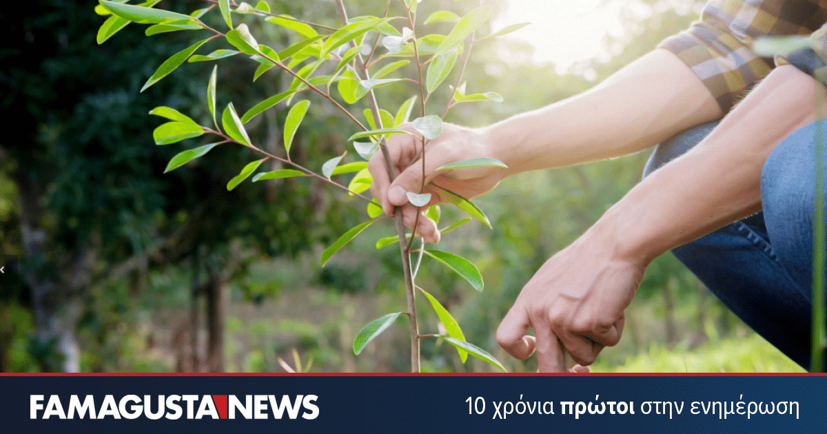 ΑΓΙΑ ΝΑΠΑ: Δεντροφύτευση εις μνήμη του αείμνηστου Δημάρχου Νάκη Τσόκκου ...